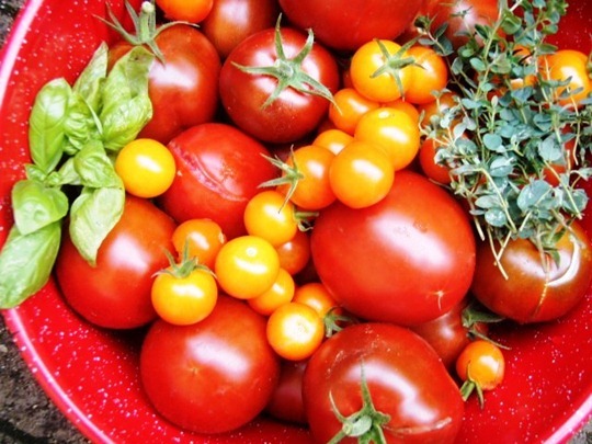 Meals to Plan, Food to Cook – Go Gingham