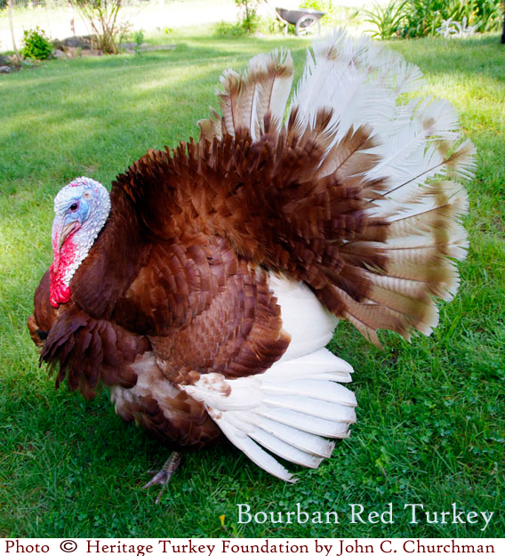 Whole Foods Market Heritage Breed Turkey Giveaway – Go Gingham